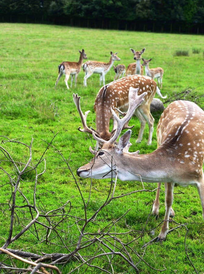 Fallow Deer Having a Scratch Stock Image - Image of cervidae, herd ...