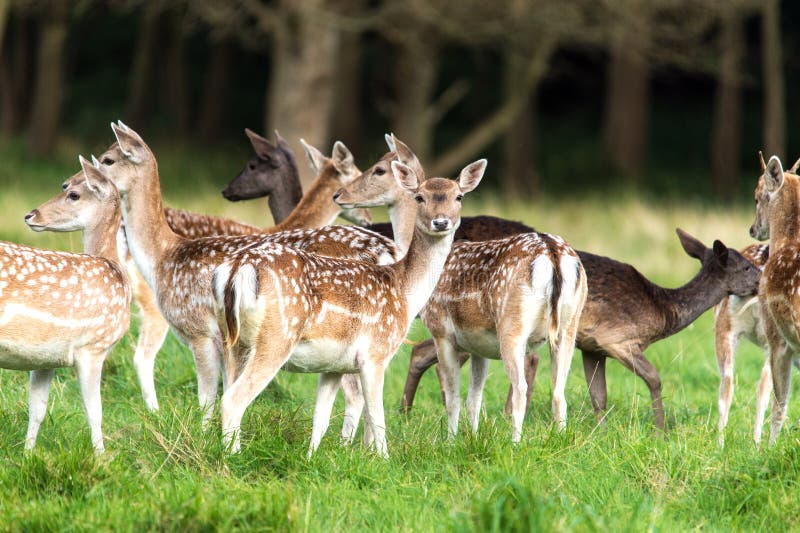 Fallow Deer Herd stock photo. Image of fallow, antlers - 26878080