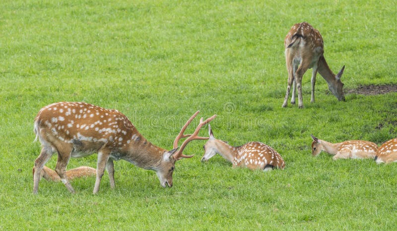 Fallow deer stock image. Image of spring, deer, brown - 43437457
