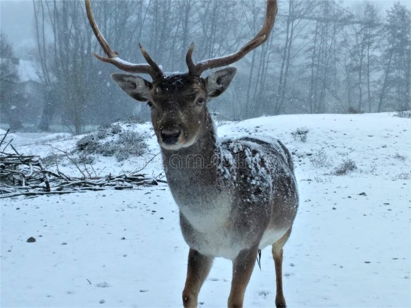 Baby Deer in Snow Fall Looking at Camera Stock Photo - Image of baby ...