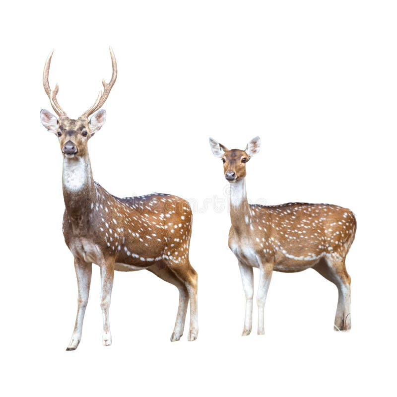 Fallow Deer Stag stock vector. Illustration of herbivore - 67173778