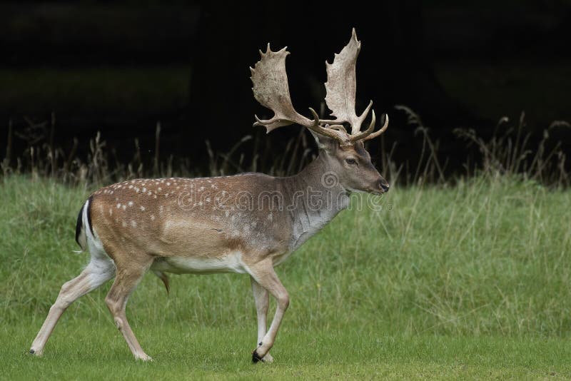 Fallow deer Dama dama stock photo. Image of wildlife - 129675320