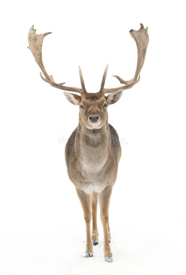 A Fallow Deer with Large Antlers Isolated on White Background Walking ...