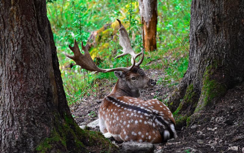 A Fallow Deer with Large Antlers Lies between Two Trees in a Forest ...