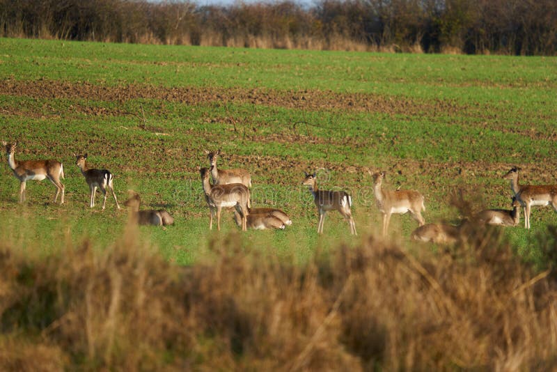 Fallow Deer Large Family on a Field by the Forest Stock Image - Image ...