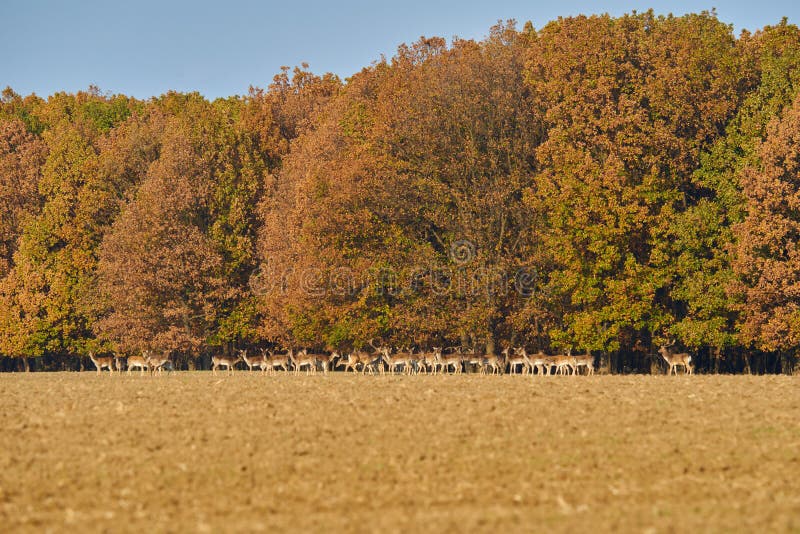 Fallow Deer Large Family on a Field by the Forest Stock Photo - Image ...