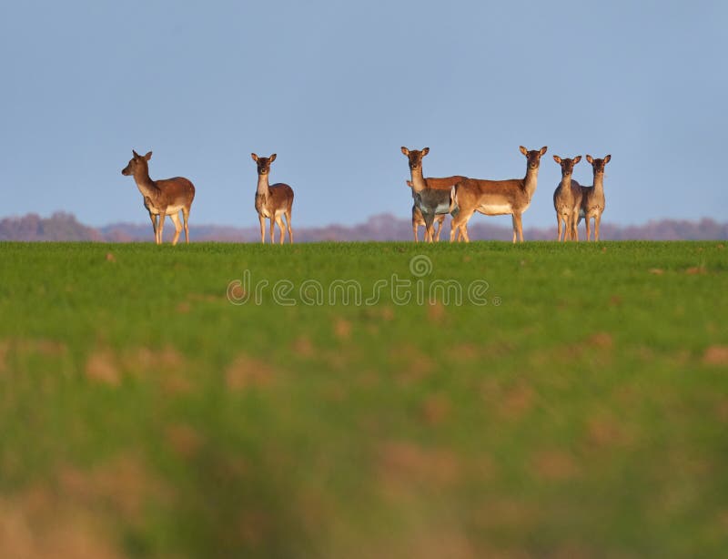 Fallow Deer Large Family on a Field by the Forest Stock Image - Image ...