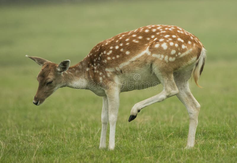Fallow deer lifting leg stock photo. Image of europe - 77324056