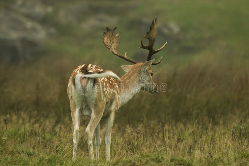 Fallow deer in long grass stock image. Image of grassland - 77323831