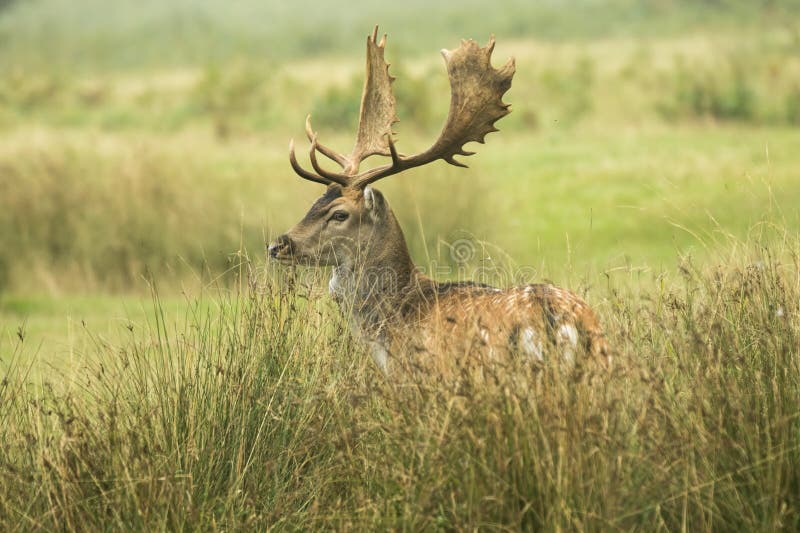 296 Long Horned Deer Stock Photos - Free & Royalty-Free Stock Photos ...
