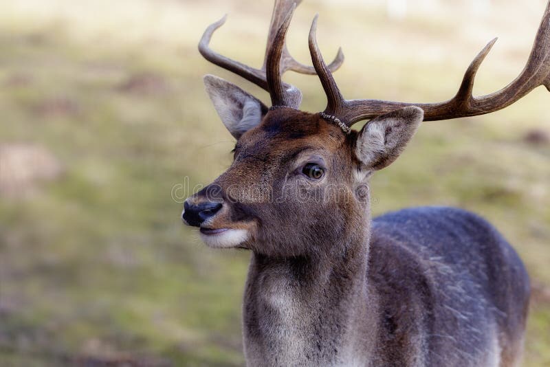 Funny Fallow Deer with Smile Face Stock Image - Image of wild, meadow ...