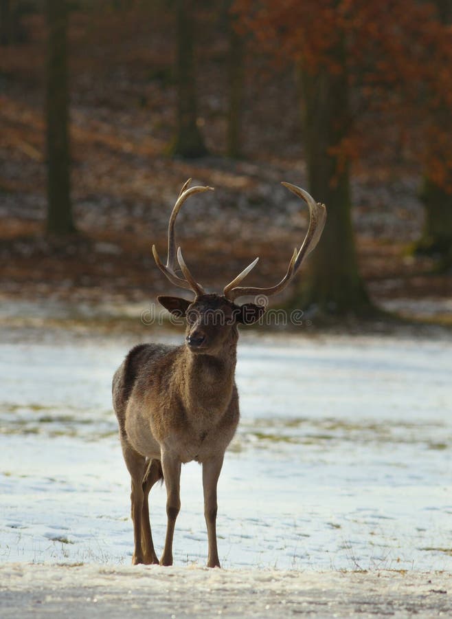 Fallow deer stock photo. Image of cervidae, zoology, male - 60800720
