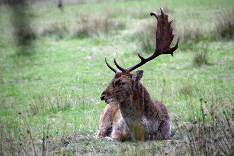 Fallow Deer stock photo. Image of meadow, cervidae, fallow - 60938900