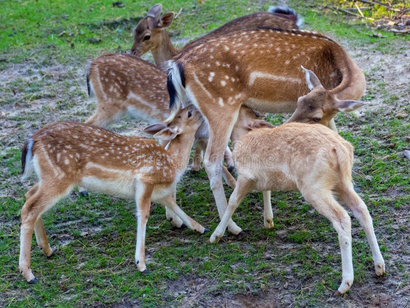 Fallow deer stock image. Image of dama, wildlife, follow - 45917083