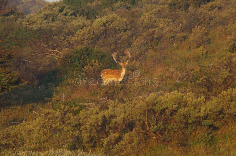 Fallow Dear Standing Stock Photos - Free & Royalty-Free Stock Photos ...