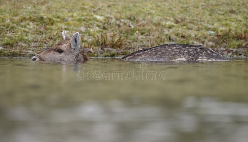 Fallow deer in nature stock image. Image of deer, autumn - 107899471