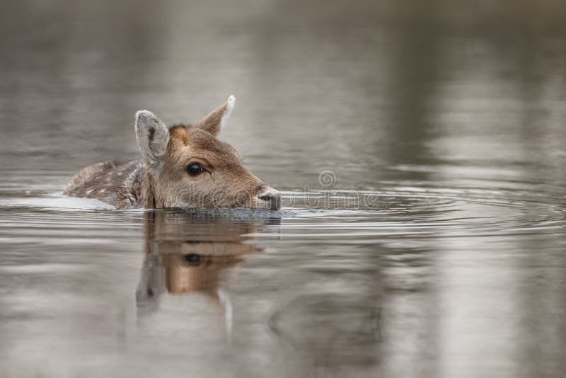 Fallow deer in nature stock photo. Image of male, countryside - 107899676