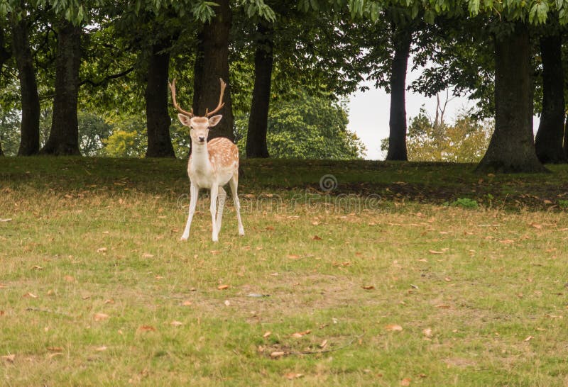 A Fallow Deer Near the Trees Stock Photo - Image of forested, scene ...