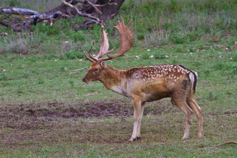 Fallow deer stock photo. Image of deer, fallow, trophy - 34687142
