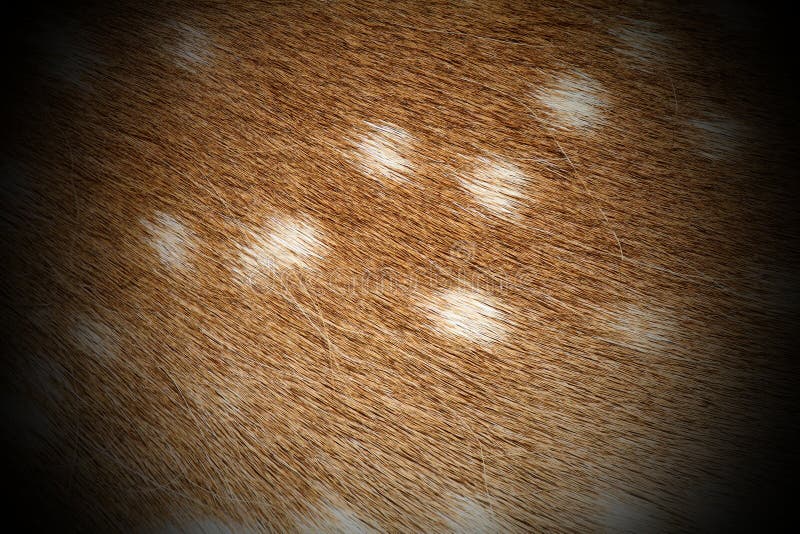 Fallow deer pelt detail stock image. Image of material - 44060289