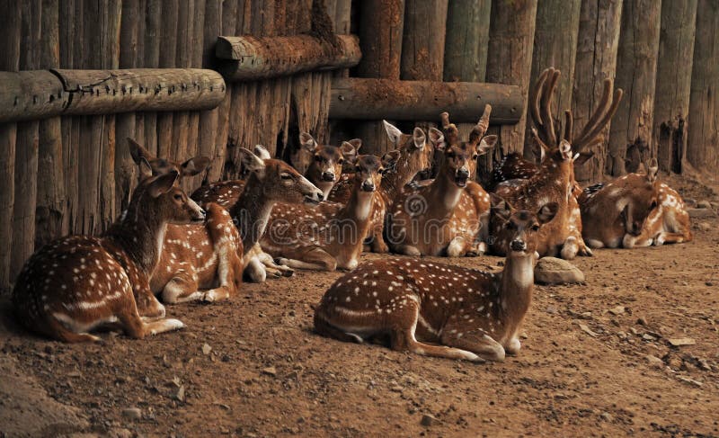 Fallow deer in pen stock image. Image of outdoor, lying - 134029569