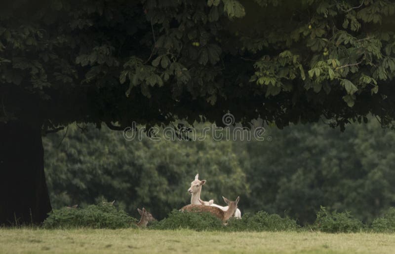 Young deer playing stock image. Image of fallow, deer - 99352061