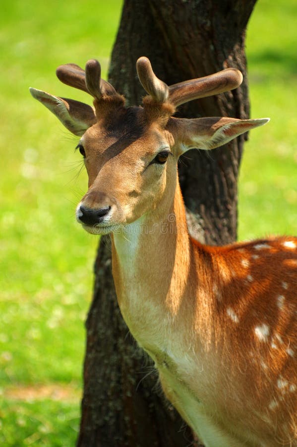 Fallow deer portrait 5 stock image. Image of antlers - 43258133