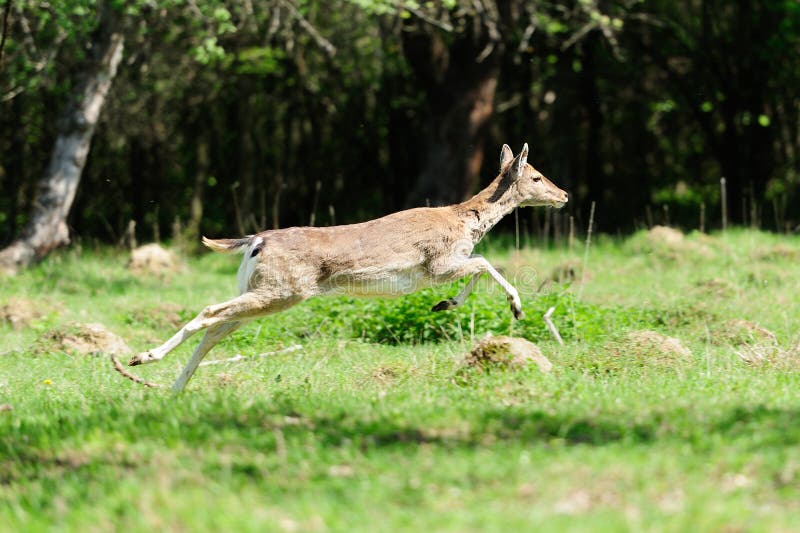 Fallow deer stock image. Image of outdoor, scenery, ranch - 37902637