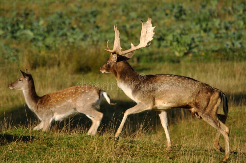 Fallow deer running stock photo. Image of west, runs - 27613856