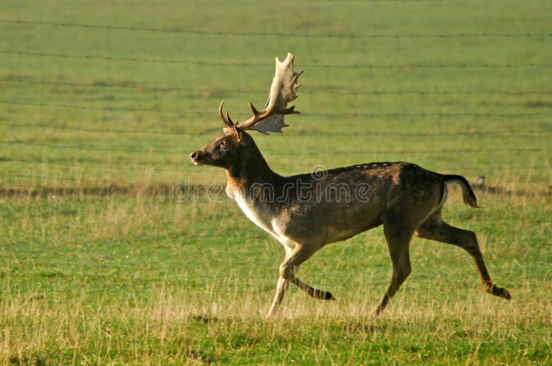 Fallow deer running stock photo. Image of west, outdoors - 27623774