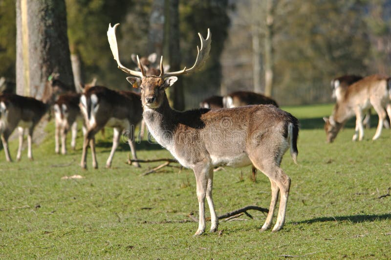 Fallow deer running stock photo. Image of west, outdoors - 27623774