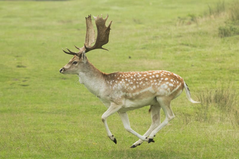 Fallow deer running stock image. Image of face, field - 77324035