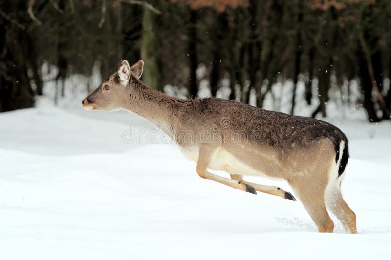 Fallow deer stock photo. Image of rannoch, stag, landscape - 36017272