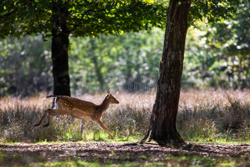 A Fallow Deer Runs in the Forest Stock Photo - Image of head, mammal ...