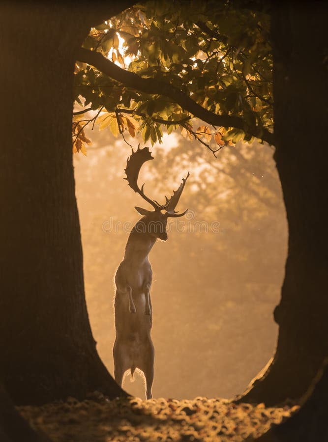 A Fallow Deer Rutting in Autumn Stock Image - Image of rutting ...
