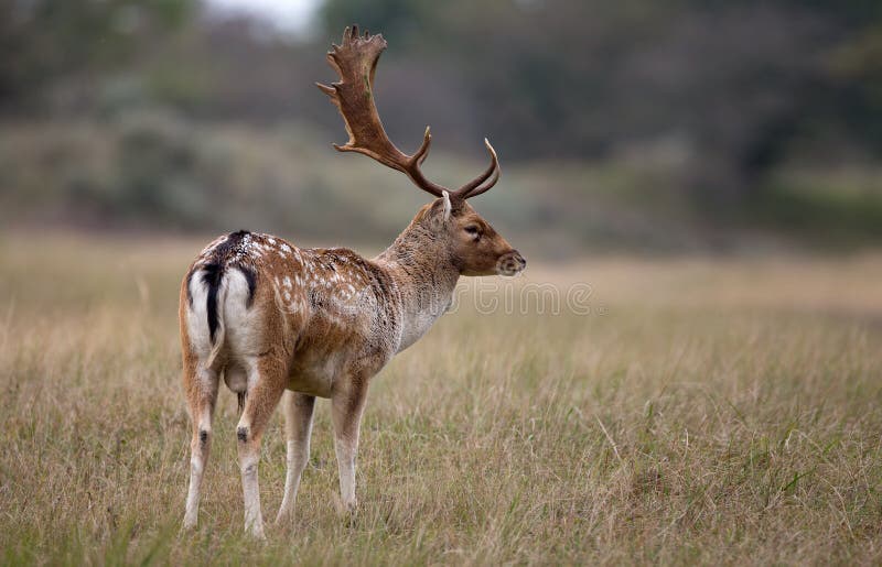 Fallow deer stock photo. Image of fall, outdoor, hunting - 35738476