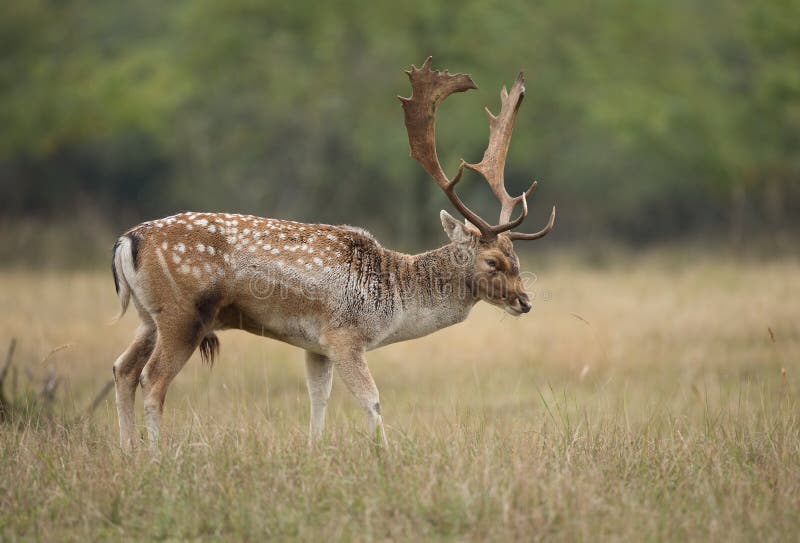 Fallow deer stock photo. Image of wildlife, dama, buck - 35738518