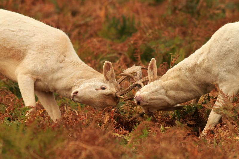 Fallow Deer in Rutting Season Stock Image - Image of brown, fight: 45567145