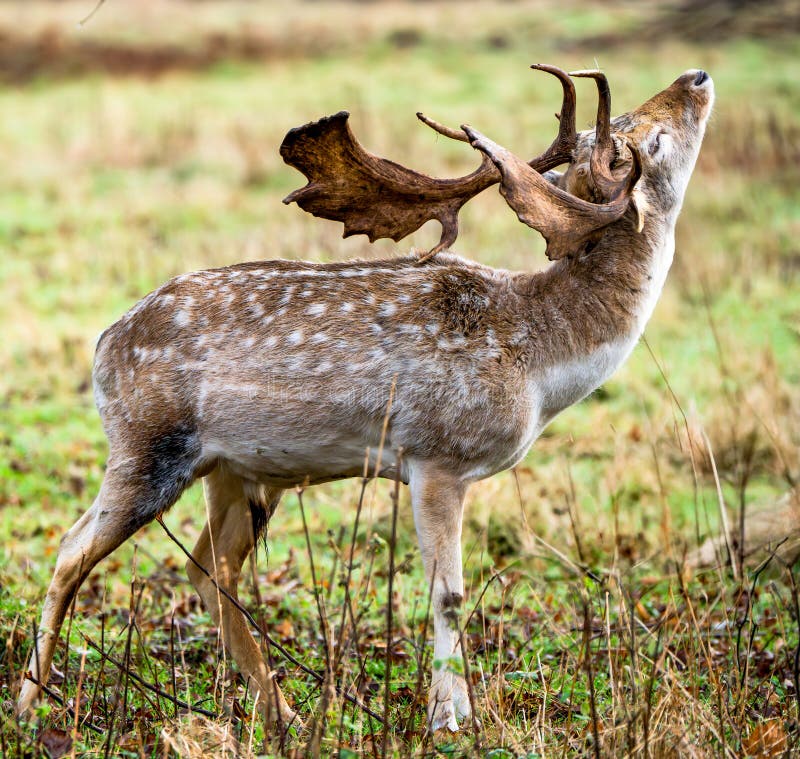 Deer Scratching Its Back with Majestic Antlers in Misty Meadow Stock ...