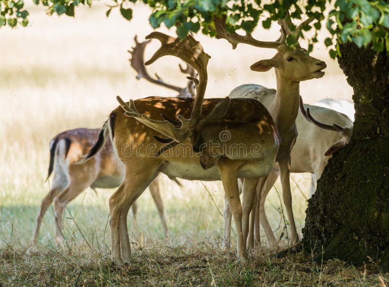 Fallow Deer in Shade of a Tree. Stock Photo - Image of northumberland ...