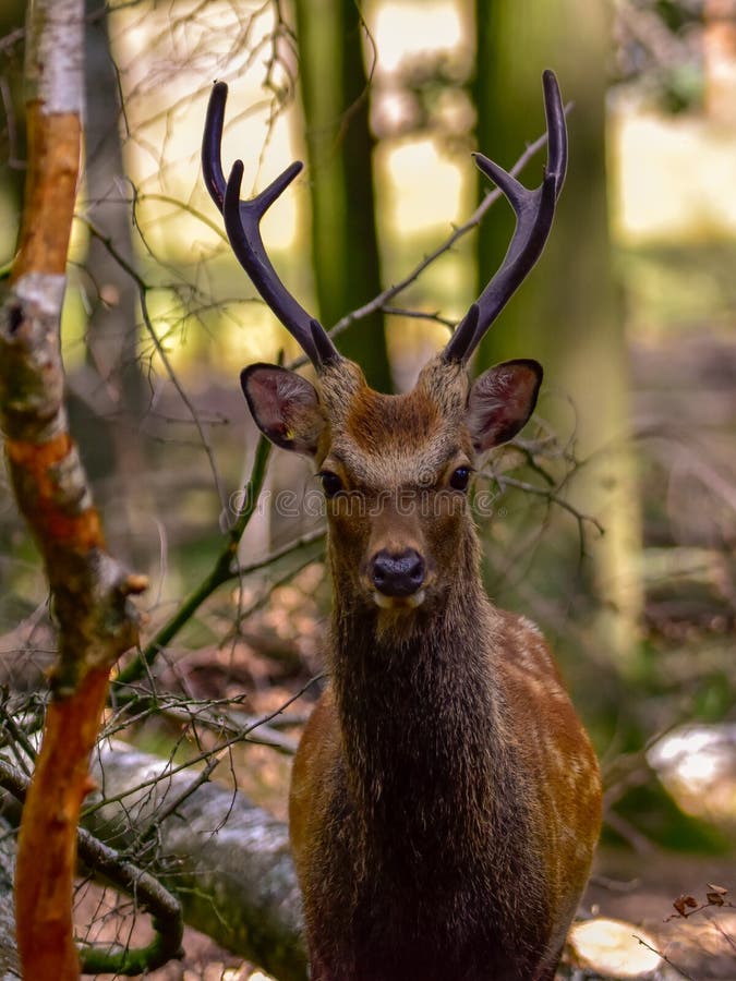 Fallow Deer, Sika, Roe Deer in Nature Stock Image - Image of fallow ...