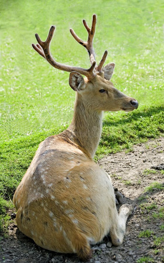 Fallow Deer Sitting Outside Stock Photos - Free & Royalty-Free Stock ...