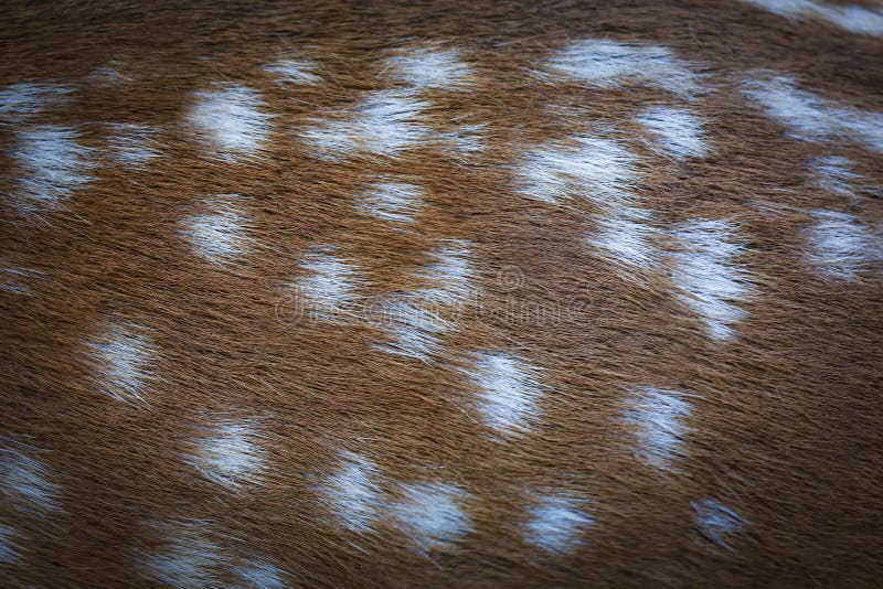 Fallow Deer Skin Pattern White Spot As a Background Stock Photo - Image ...