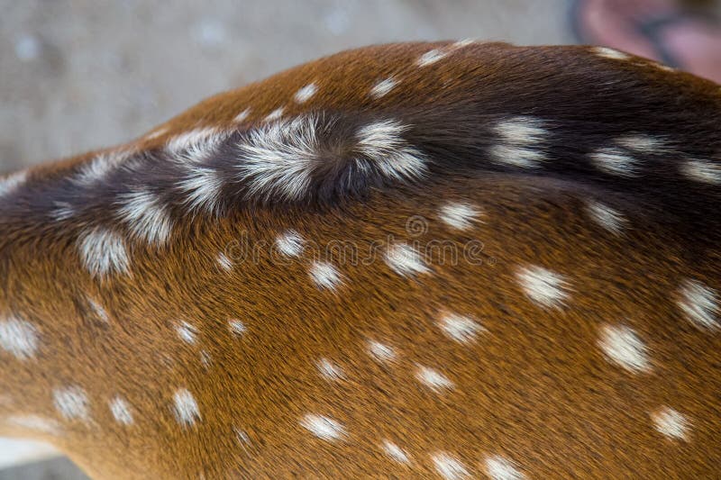 Deer Skin Pattern White Spot in Picture Stock Image - Image of spot ...