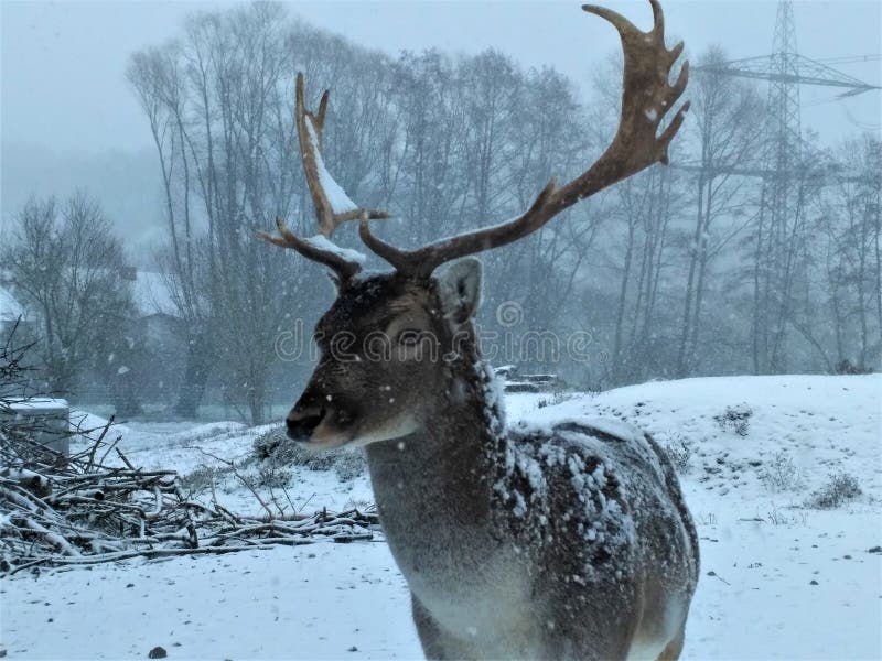 Baby Deer in Snow Fall Looking at Camera Stock Photo - Image of baby ...