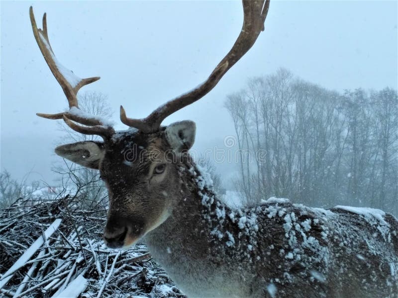 Angry deer stock image. Image of summer, angry, stag - 22571185