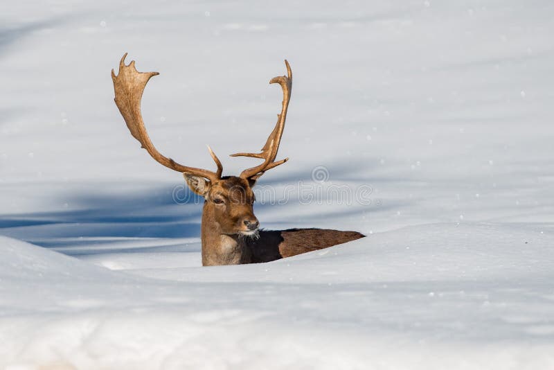 Fallow Deer Poo Poop in the Forest Stock Image - Image of deer, scat ...
