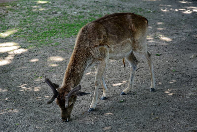 Fallow Deer stock image. Image of ears, living, nature - 47989773