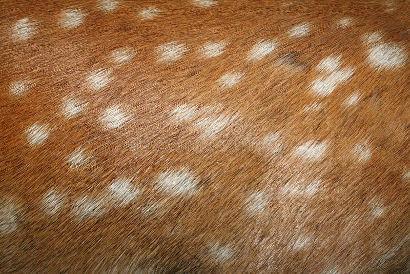 Fallow deer spots on fur stock image. Image of nature - 37694879