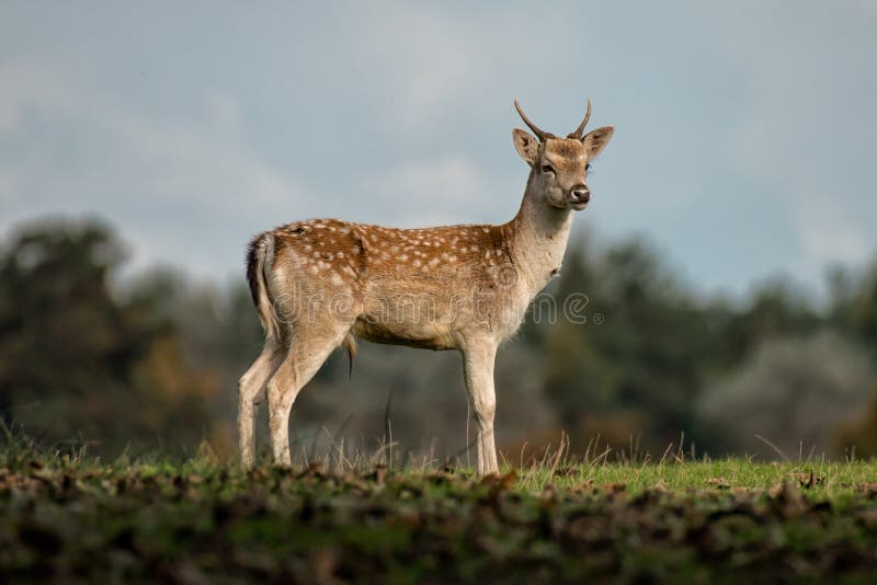 Fallow deer stag stock photo. Image of male, wild, isolated - 79153056